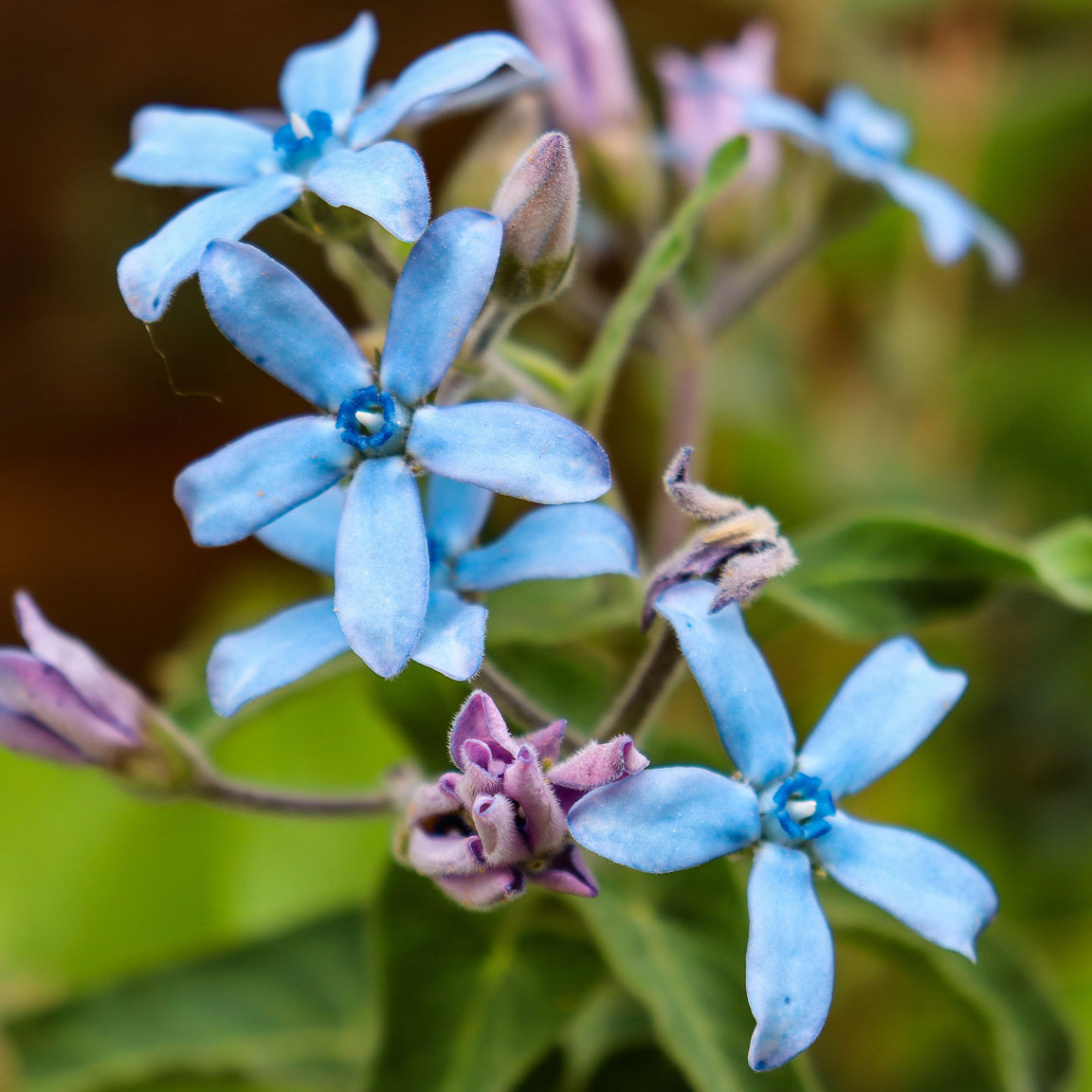 Tweedia - Classic Floral, Inc.